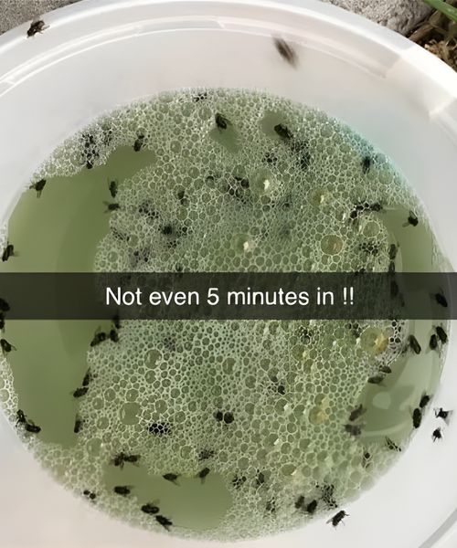 A Simple DIY Solution for a Bug-Free Kitchen – iadun