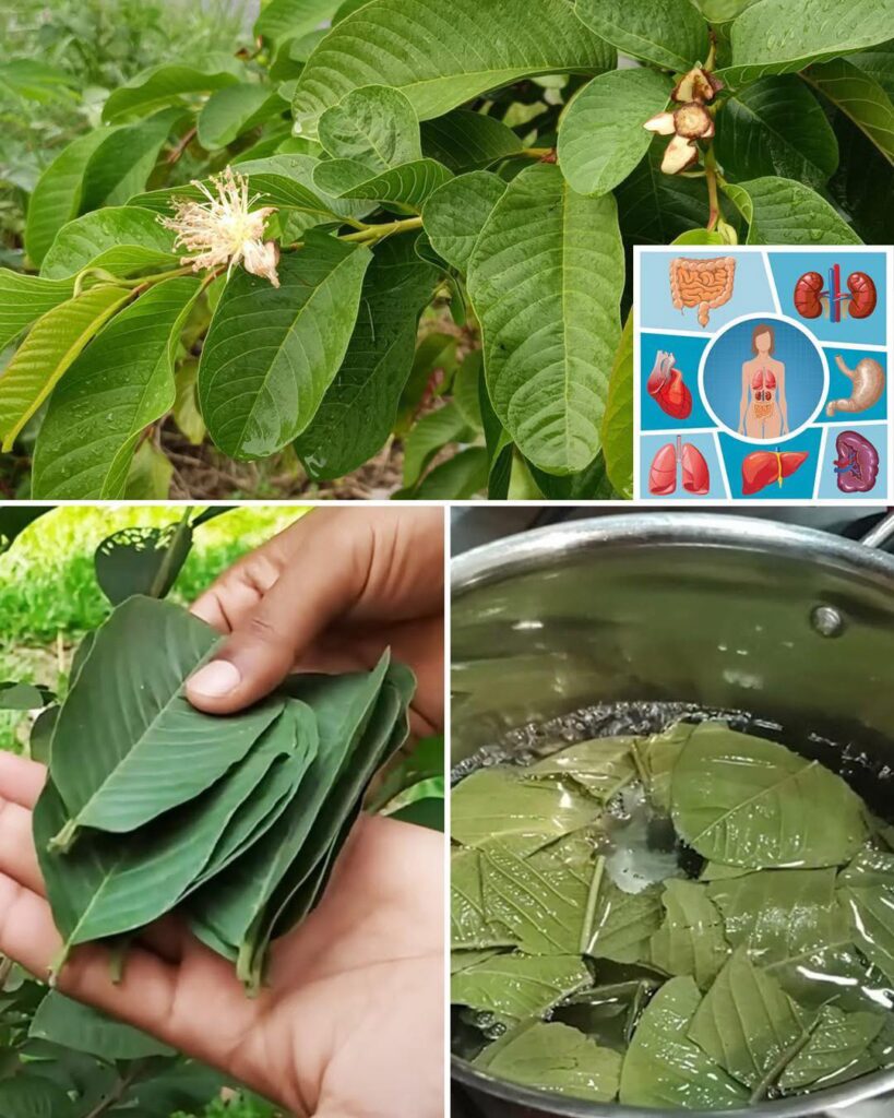 25 Incredible Benefits of Guava Leaves – iadun