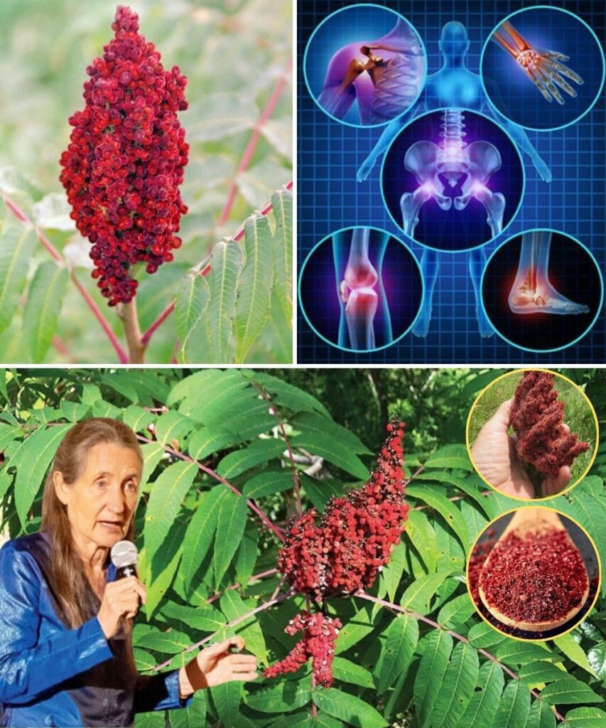 The Amazing Benefits of Sumac and How to Use It – iadun