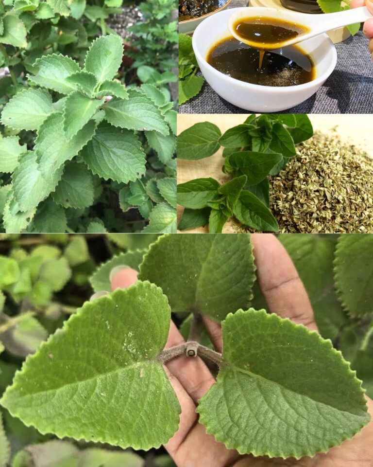 13 Health Benefits of Oregano Orejón and How to Use It – iadun