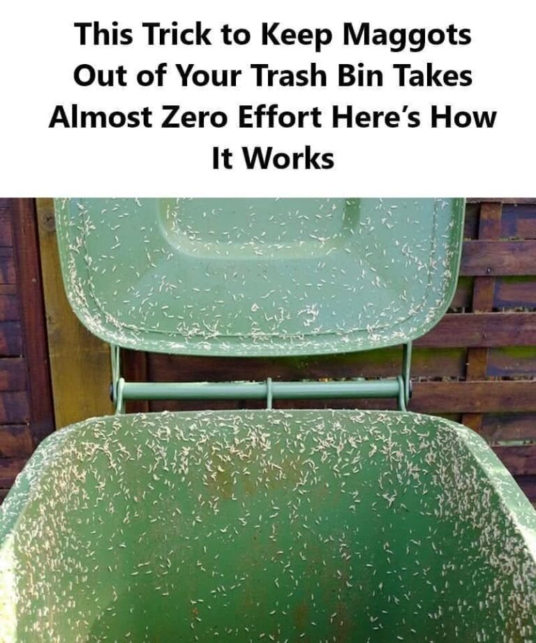 Maggots in the Trash Bin? Here’s How to Prevent Them – iadun