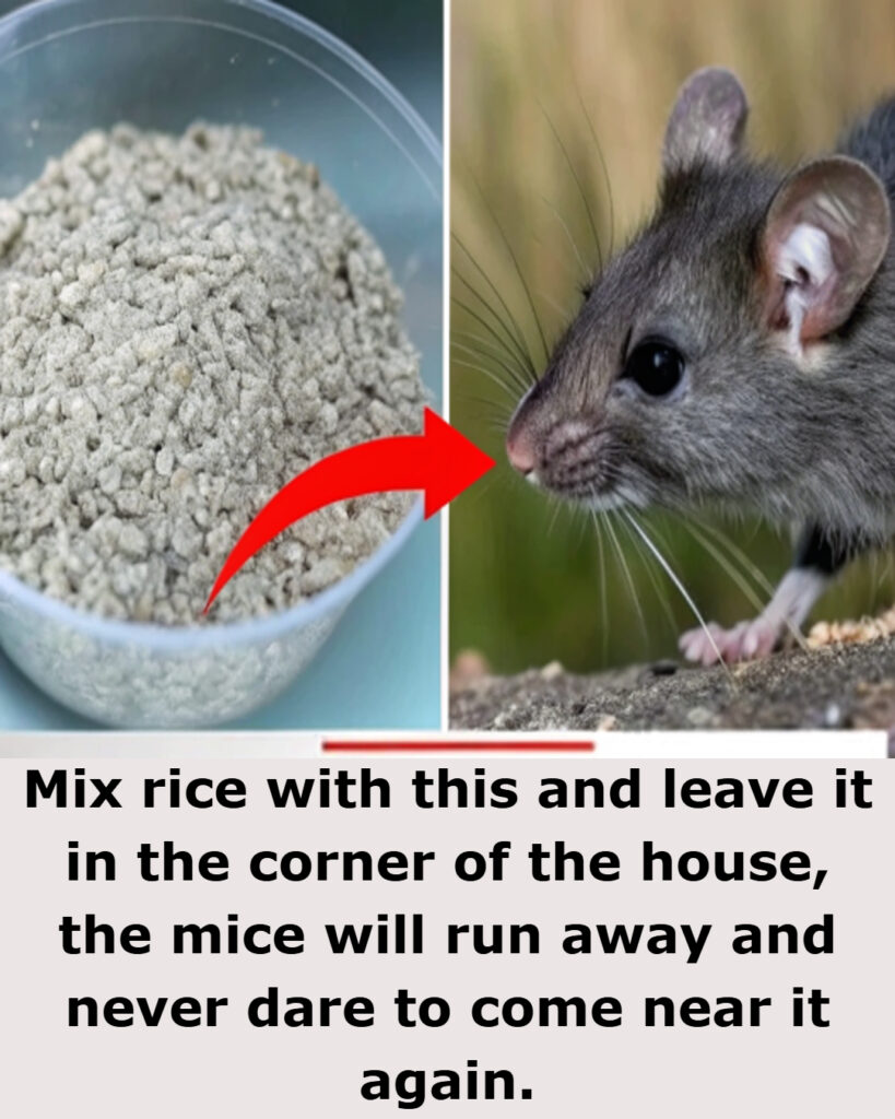 Natural Mouse Repellent: Mix Rice with This & Keep Mice Away Forever ...