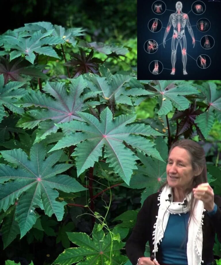 15 Incredible Benefits of Castor Leaves for Men and Women Over 30 – iadun