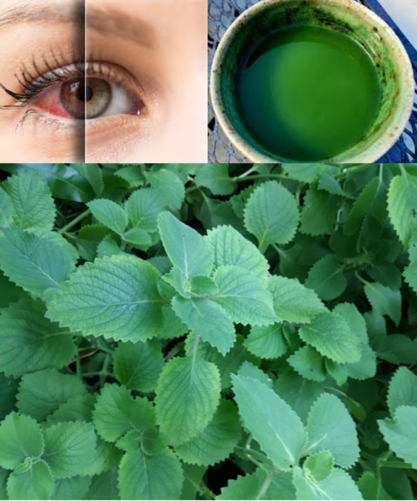 The Miracle Herb for Vision: A Natural Solution for Cataracts and Eye ...