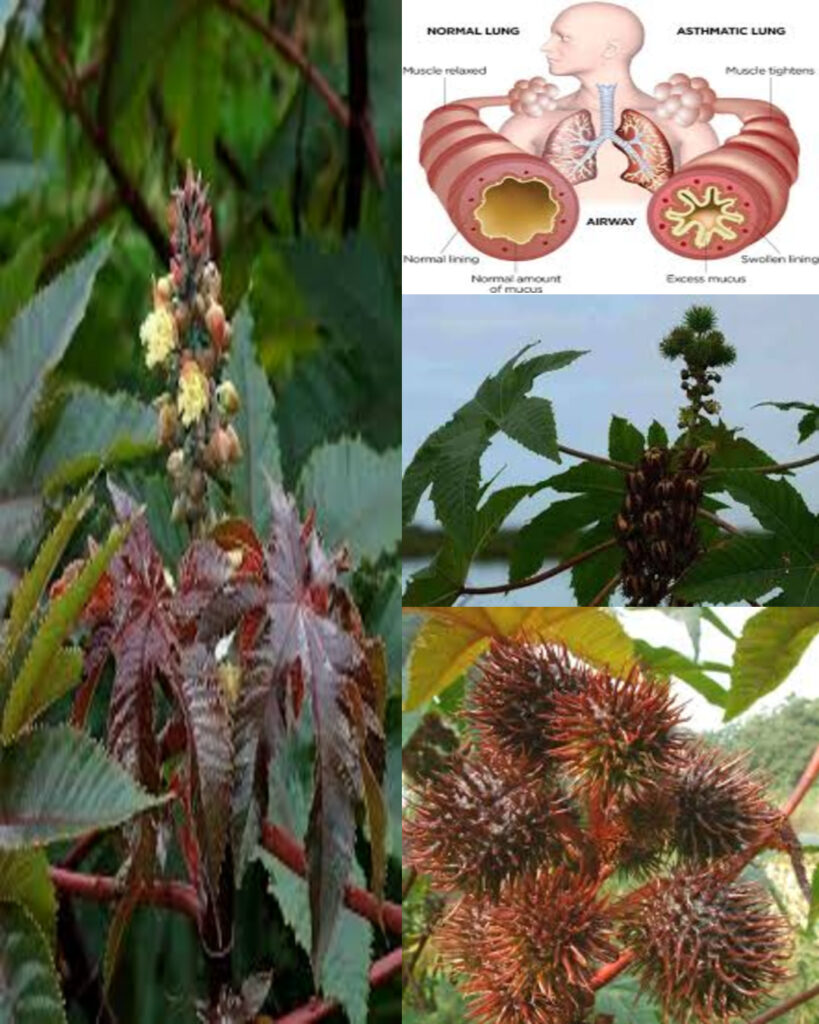 Castor Bean Plant (Ricinus communis): Uses and Interesting Facts – iadun