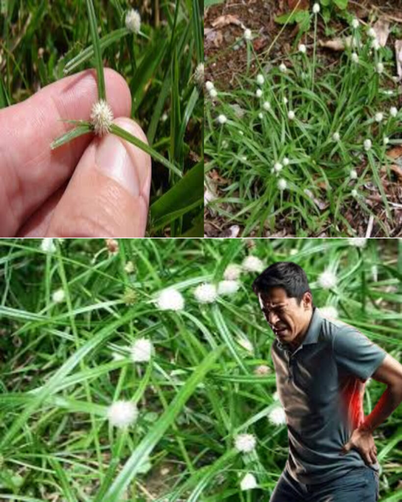 Kyllinga brevifolia, commonly known as green kyllinga or shortleaf ...